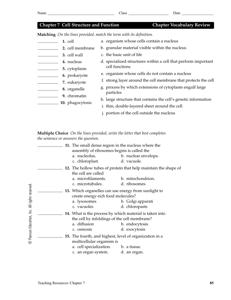 Cell Structure And Function Review Worksheet Breadandhearth