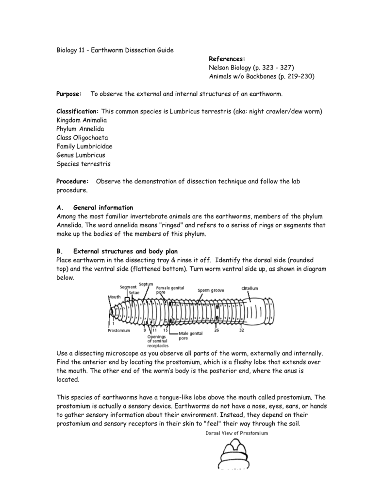 Worksheet Earthworm Worksheet Answers Worksheet Fun Worksheet Study Site