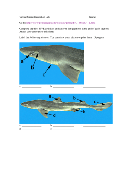 Using Dichotomous Key to Identify Sharks