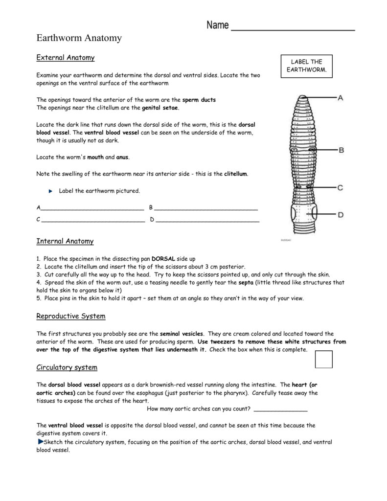 Worksheet Earthworm Worksheet Answers Worksheet Fun Worksheet Study Site