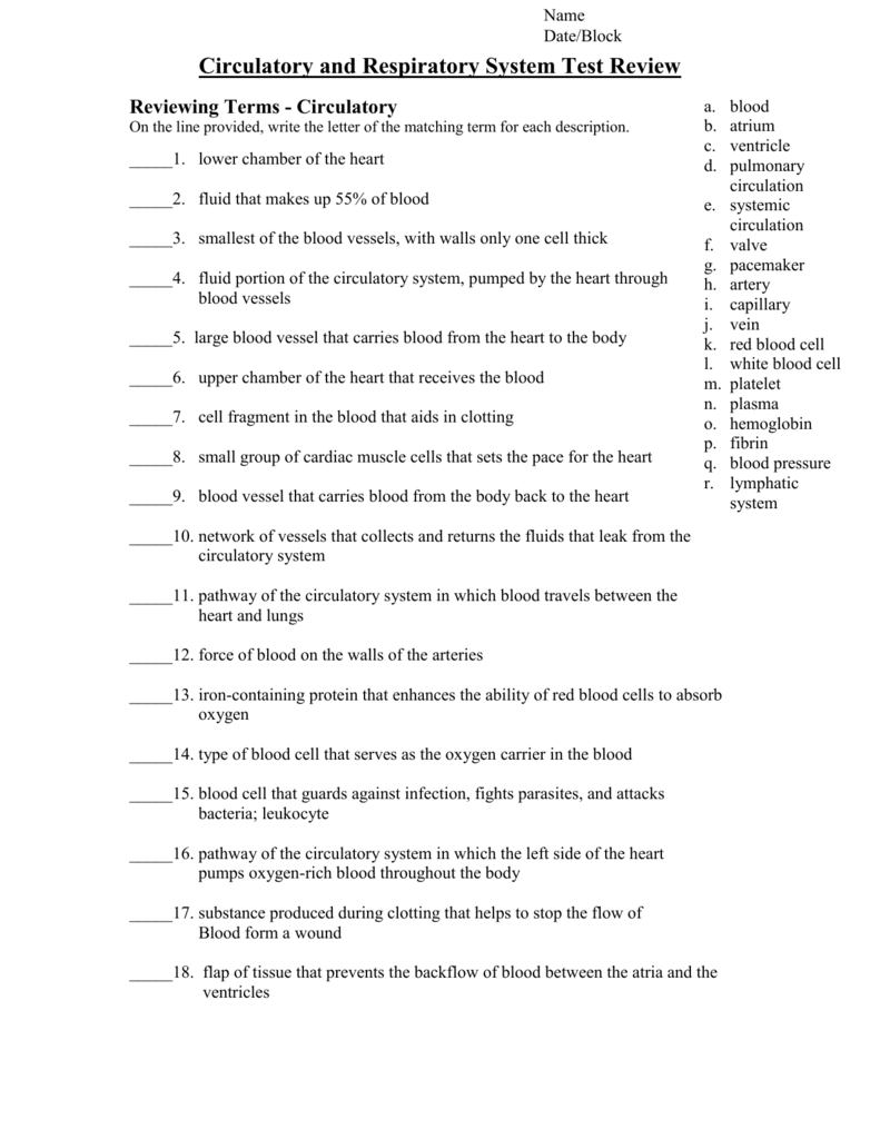Circulatory And Respiratory System Test Review Circulatory And Respiratory System Test Review