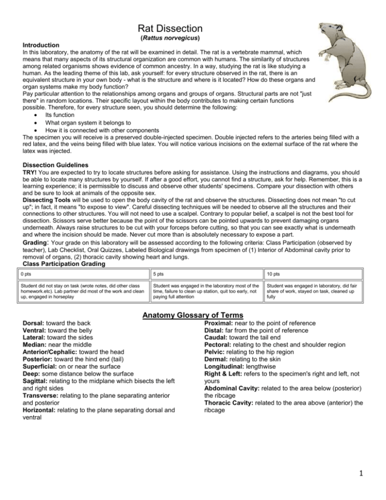 Dissection Of The Rat