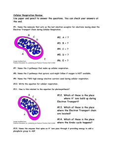 Cellular Respiration Review Worksheet