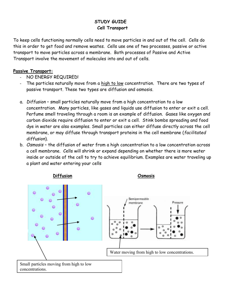 Study Guide For Cell Transport Quiz Study Guide For Cell Transport Quiz
