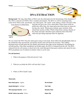 DNA-Extraction-from-Wheat-Germ-Lab