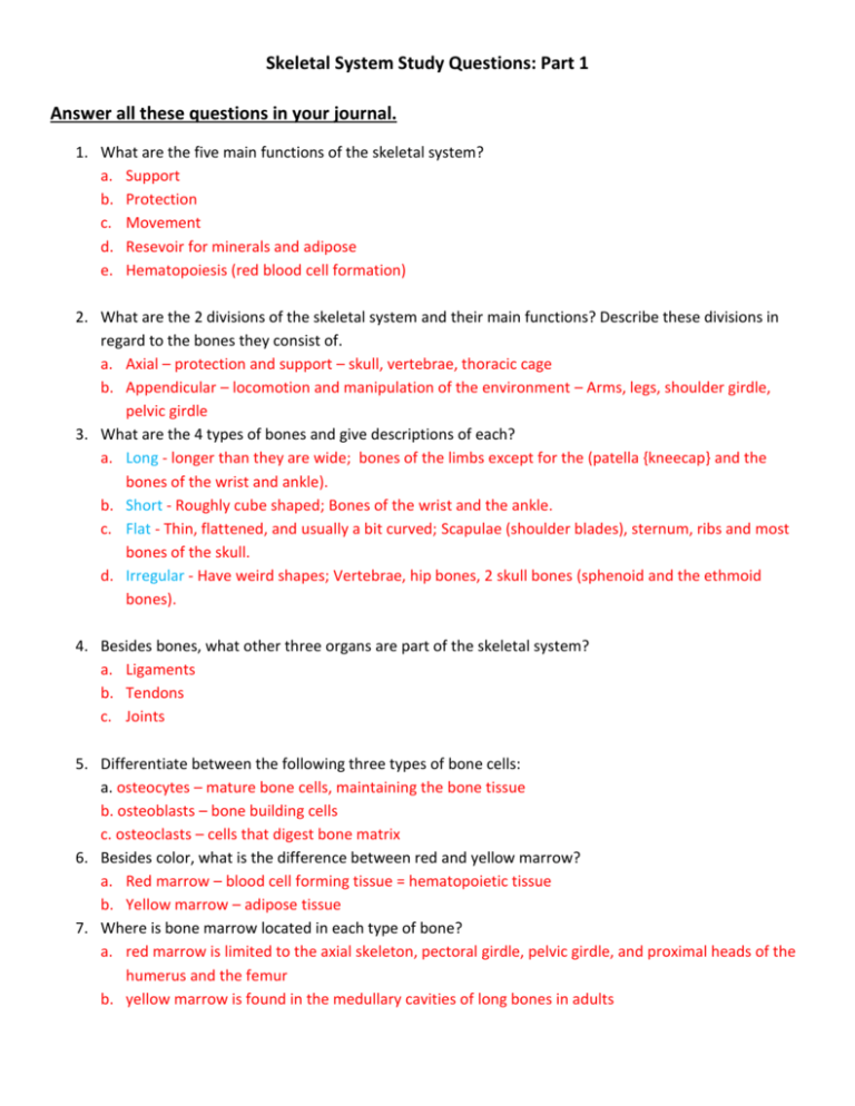 Skeletal System Study Questions Part 1