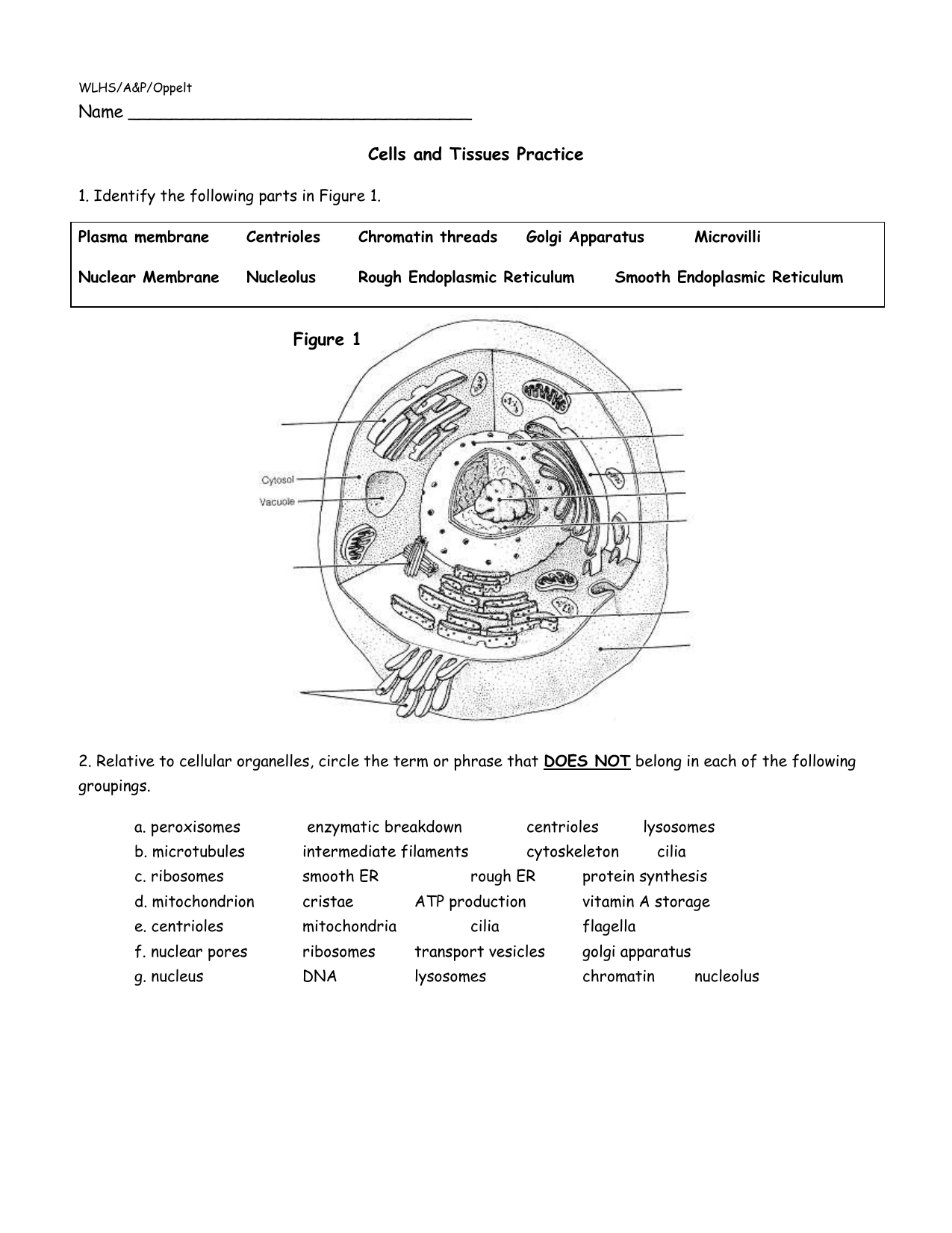 WLHS A P Oppelt Name Cells And Tissues Practice 1 Identify The WLHS A P Oppelt Name Cells And Tissues Practice 1 Identify The