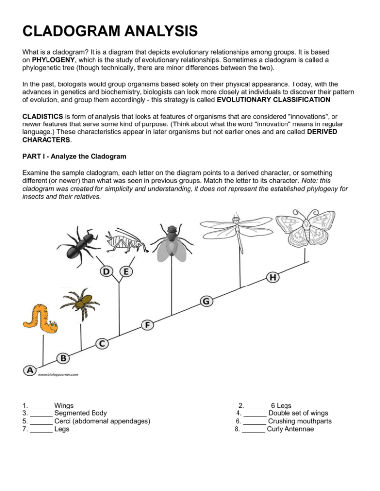 Cladograms Cladograms