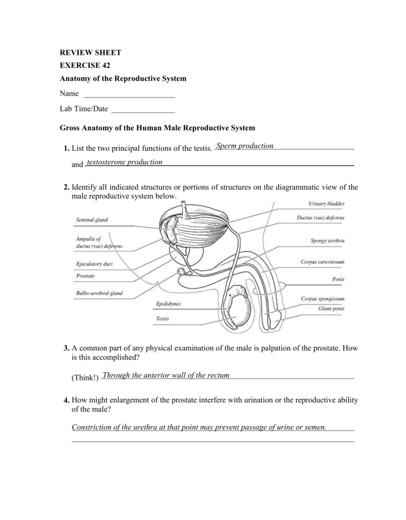 Review Sheet Exercise 42 Anatomy Of The Reproductive System Gambaran Review Sheet Exercise 42 Anatomy Of The Reproductive System Gambaran