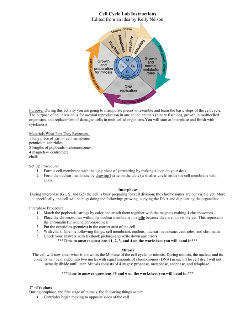 Cell Cycle Lab Instructions