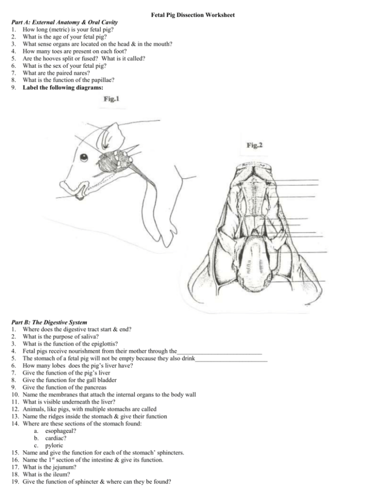 Fetal Pig Dissection Worksheet Fetal Pig Dissection Worksheet