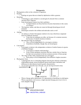 The classification and Evolution of Caminacules