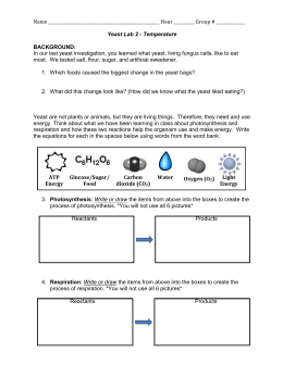Cell Respiration Yeast Lab