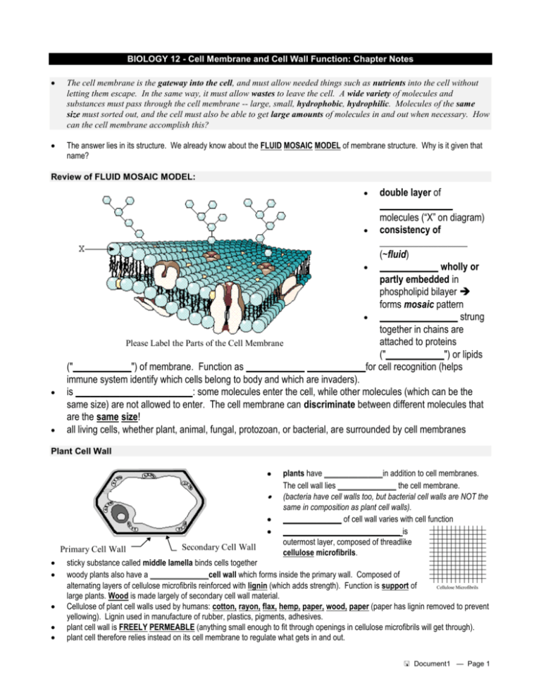 BIOLOGY 12 Cell Membrane And Cell Wall Function BIOLOGY 12 Cell Membrane And Cell Wall Function