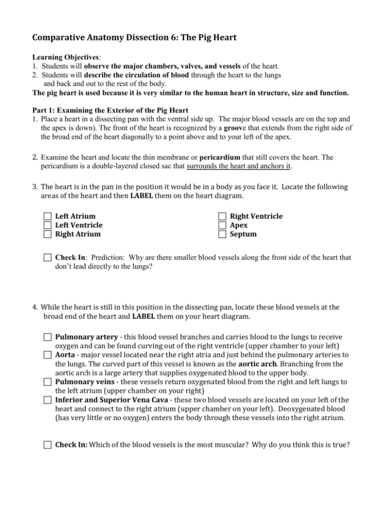 Pig Heart Dissection Guide CGW Life Science Pig Heart Dissection Guide CGW Life Science