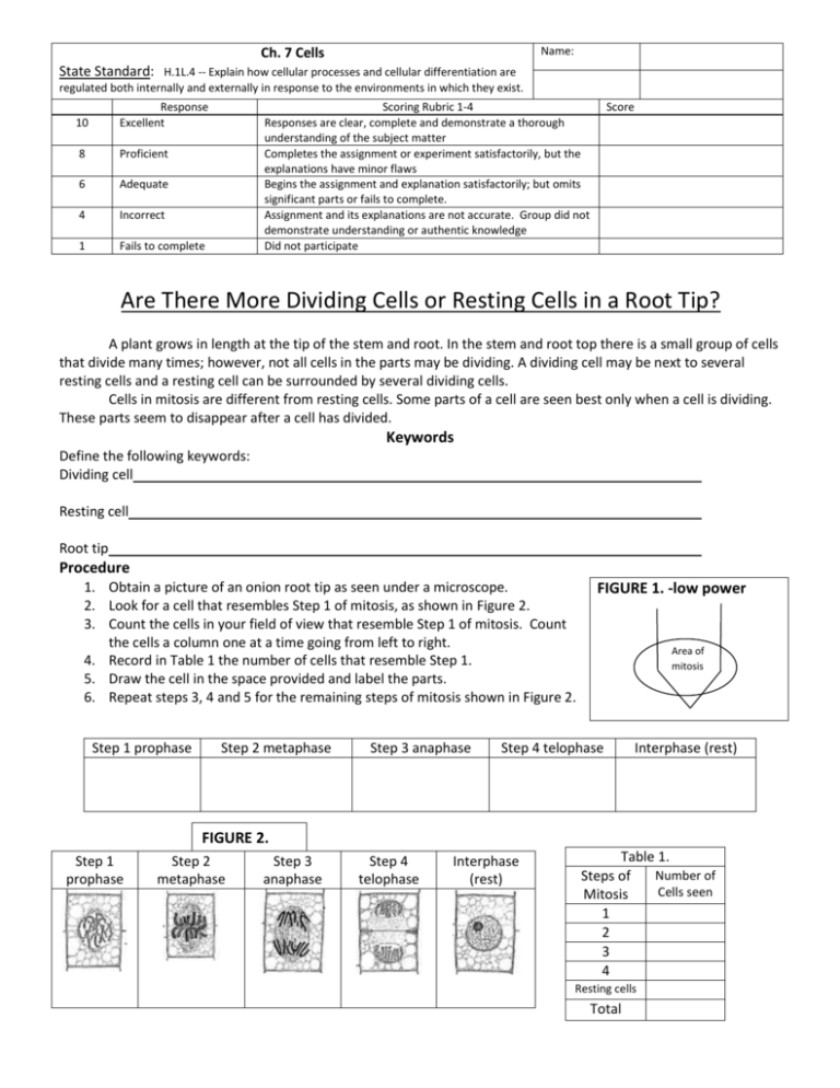 Onion Root Tip Handout Onion Root Tip Handout