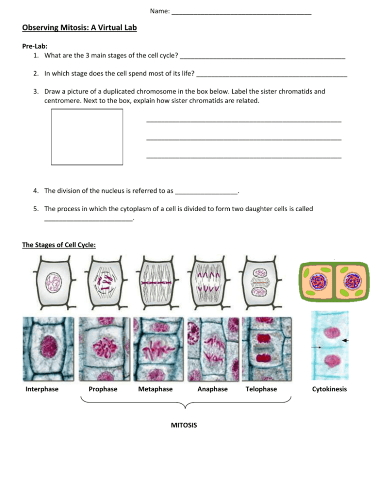 Mitosis Virtual Lab Worksheet Answers Paceinspire