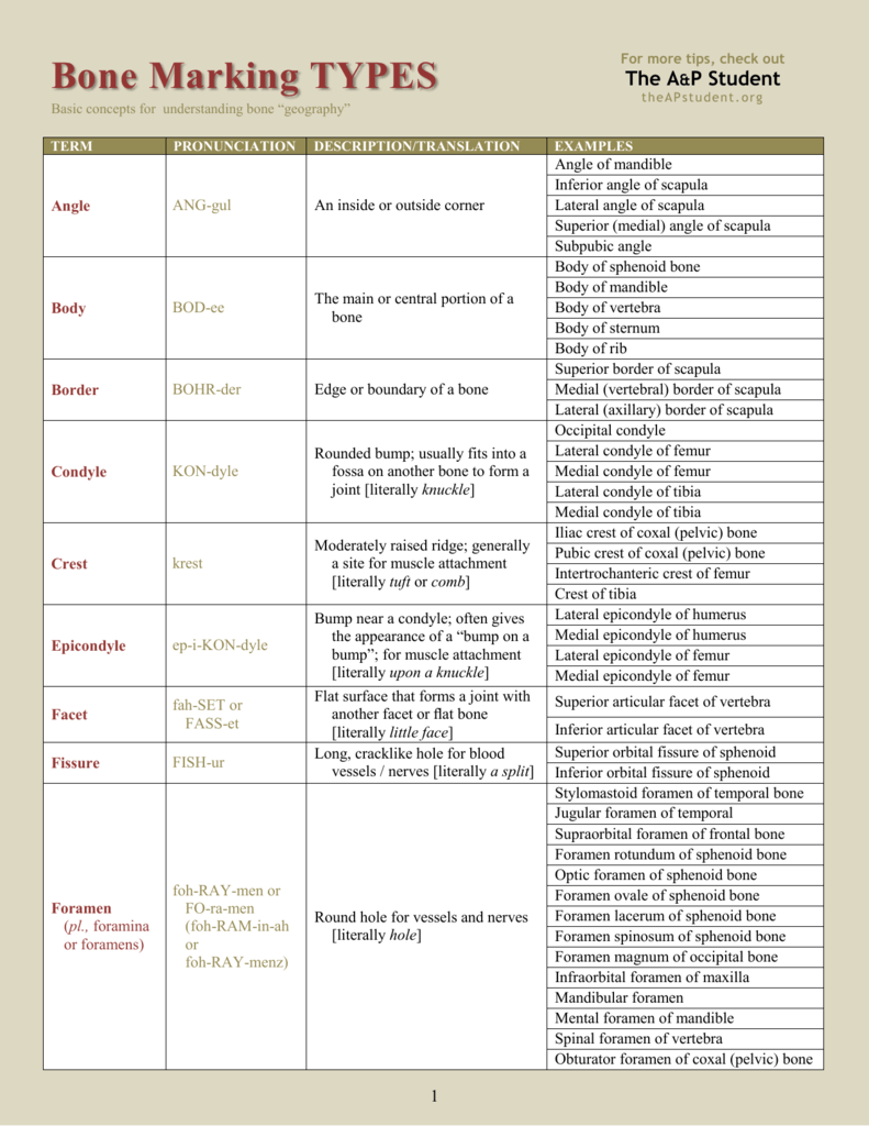 List Of Bone Marking Types