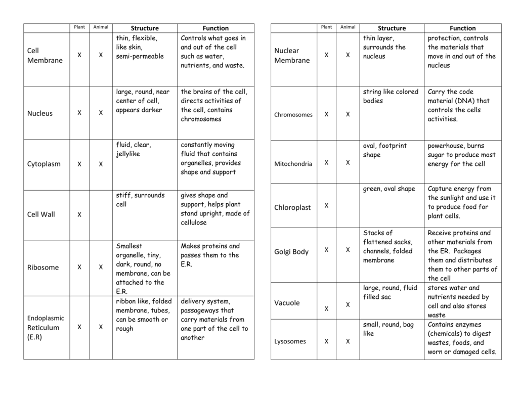 Animal Cell Organelles And Their Functions Chart Aja Pictures