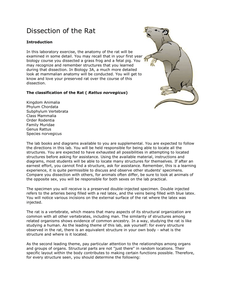 Rat