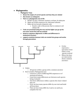 The classification and Evolution of Caminacules