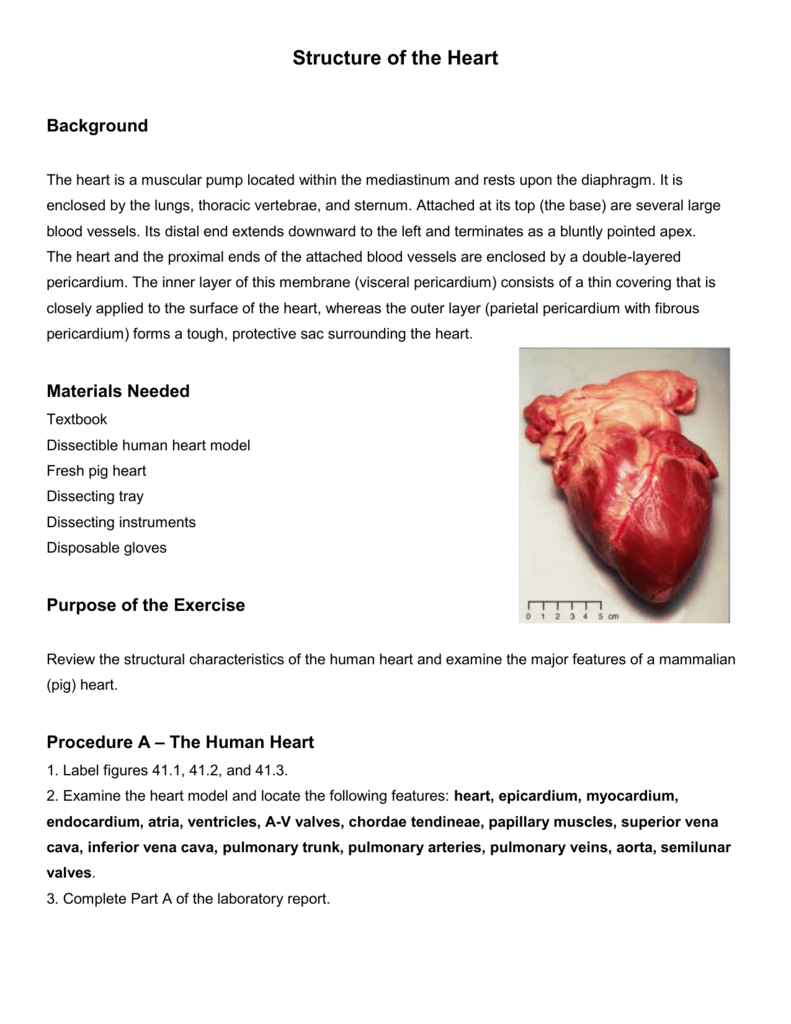 Dissection Of A Pig Heart