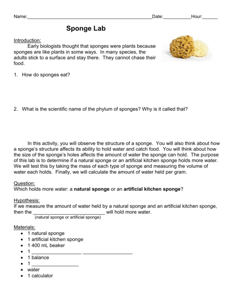Sponge Lab: Natural vs. Artificial Sponge Experiment