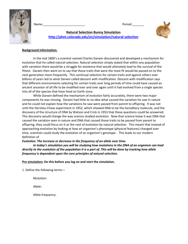 Name: Period:______ Natural Selection Bunny Simulation http Name: Period:______ Natural Selection Bunny Simulation http