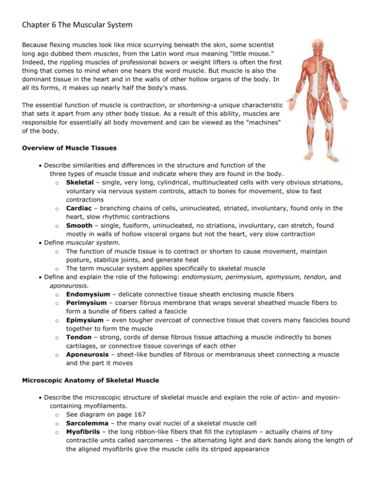 Chapter 6 The Muscular System