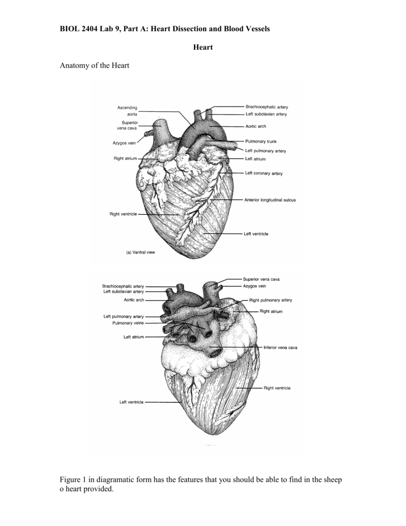 BIOL 2404 Lab 17 Heart Dissection And Blood Vessels BIOL 2404 Lab 17 Heart Dissection And Blood Vessels