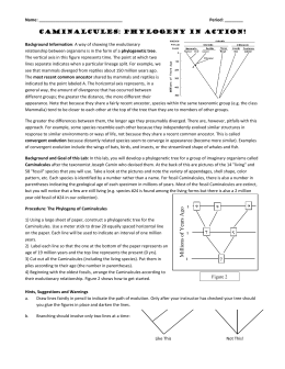 The classification and Evolution of Caminacules