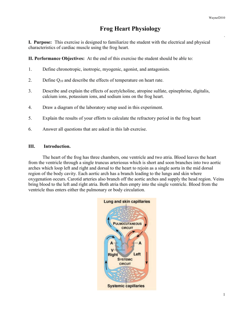Frog Heart Physiology Frog Heart Physiology