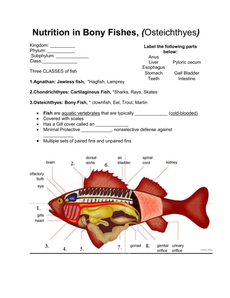 Internal Anatomy Of A Bony Fish