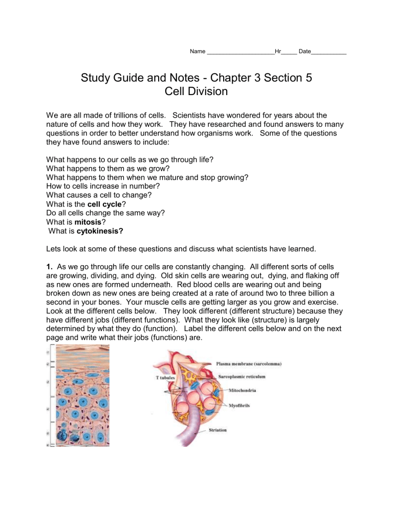 Celldivisionstudyguide2012