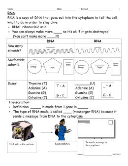 transcription pogil key