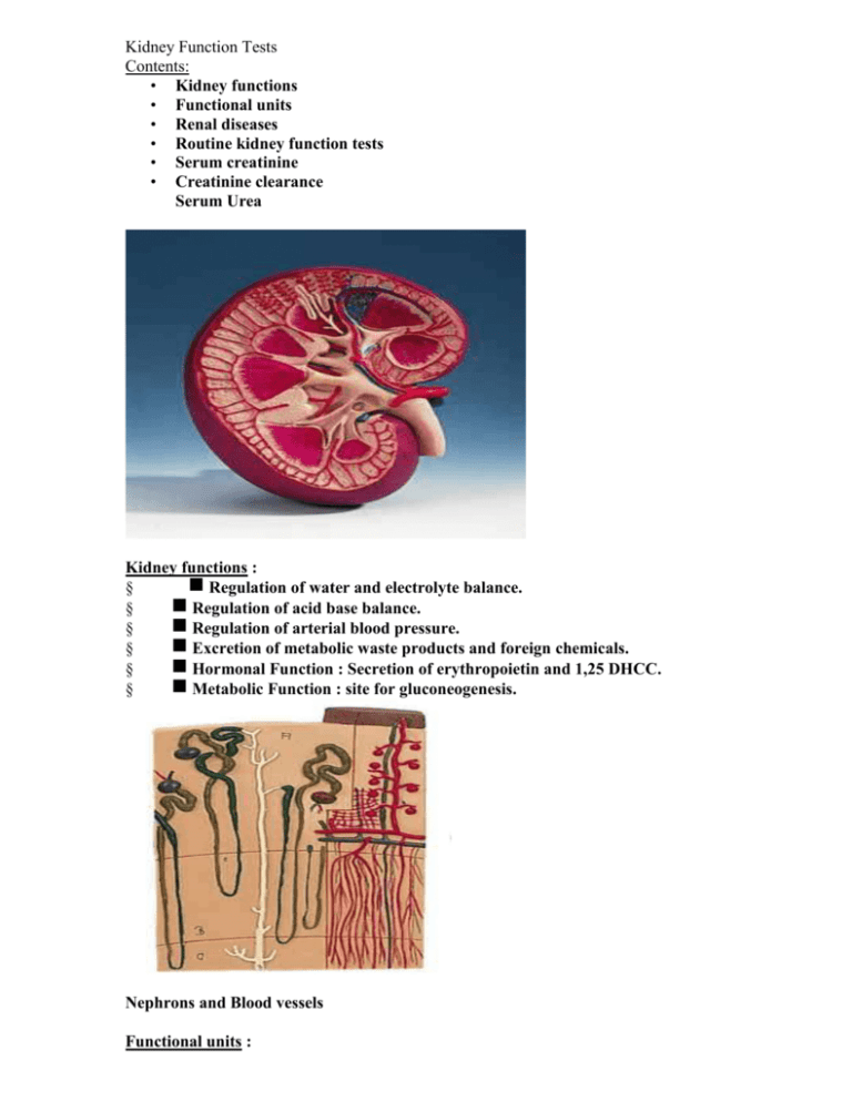 Kidney Function Tests