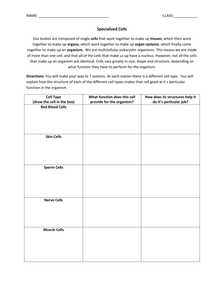 Specialized Cells Stations Worksheet Specialized Cells Stations Worksheet