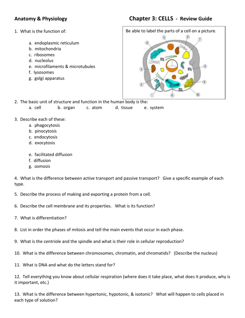 Ch3 Rev The Biology Corner Ch3 Rev The Biology Corner