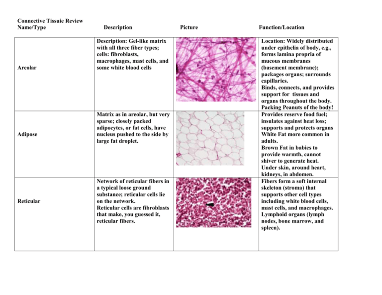 Epithelium Review