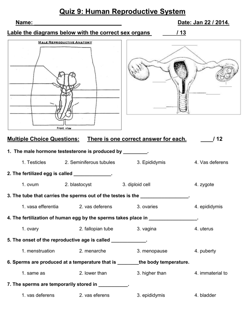 Quiz 9 Human Reproductive System