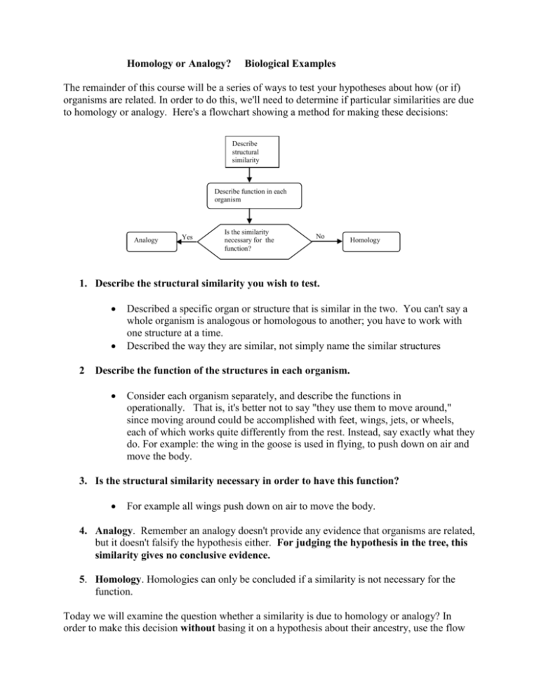 Homology Or Analogy Biological Examples