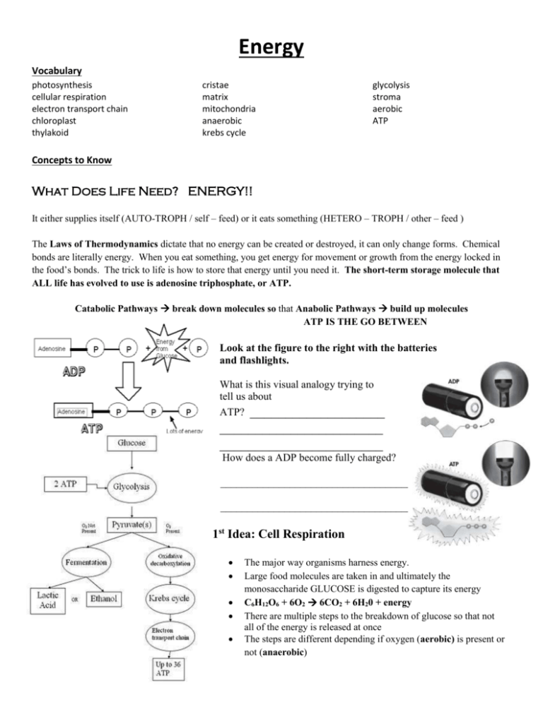 Packet 4 Photosynthesis And Cellular Respiration