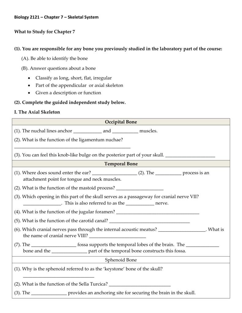 Worksheet Axial Skeleton