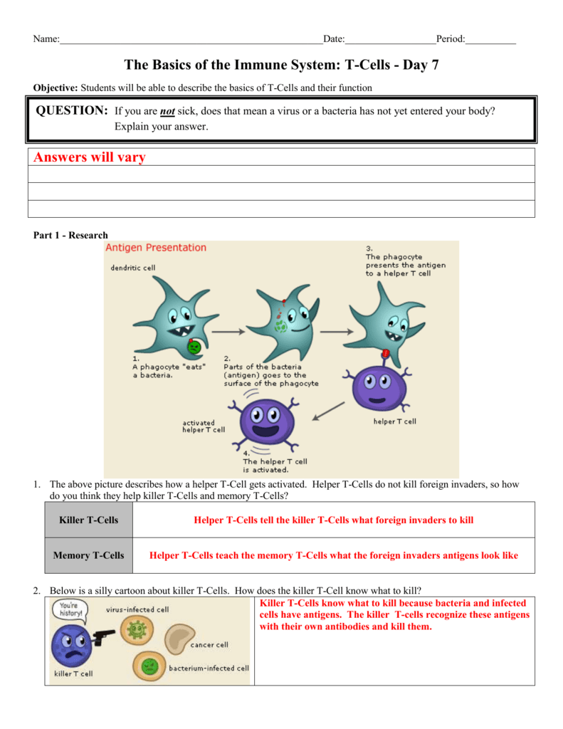 Day 7 Basics Of The Immune System T Cells Answer