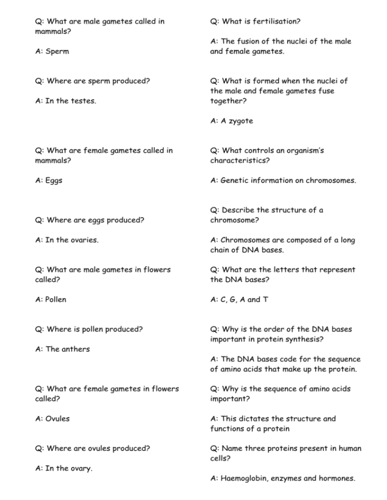 Q What Is The Function Of The Nucleus