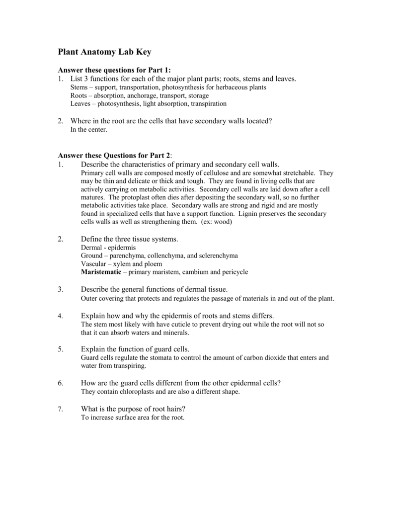 Plant Anatomy Lab Key Plant Anatomy Lab Key