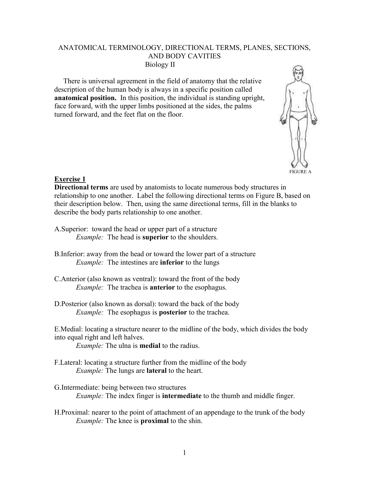 Anatomical Terminology Directional Terms Planes Sections