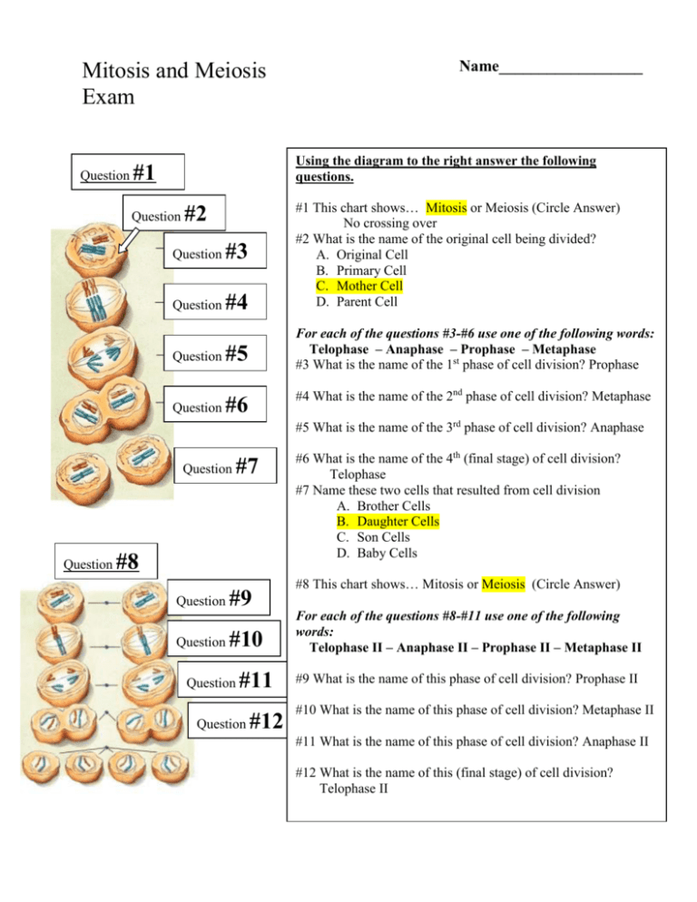 Mitosis And Meiosis Exam Cell Division Chromosomes Mitosis And Meiosis Exam Cell Division Chromosomes