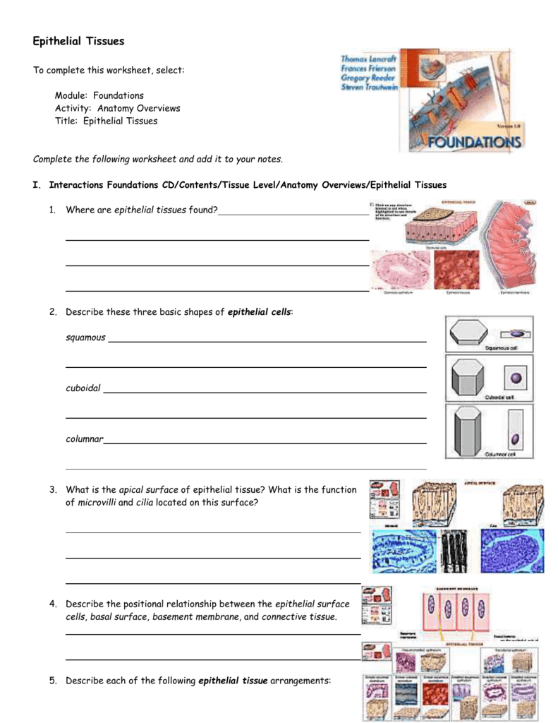 Anatomy Worksheet Epithelial Tissues