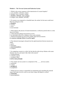 WebQuest: The Structure of the Nervous System